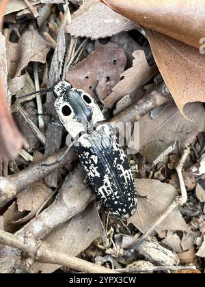 Texas Eyed Click Beetle (Alaus lusciosus Stock Photo - Alamy