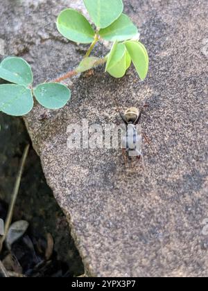 Shiny sugar ant (Camponotus cinctellus Stock Photo - Alamy