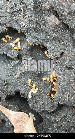 New World Fuzzy Ant (Lasius nearcticus Stock Photo - Alamy