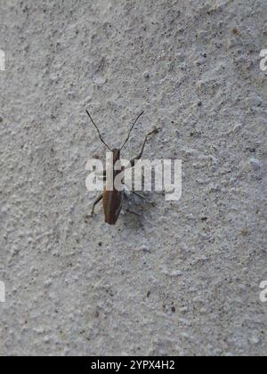 South American Fruit Tree Weevil (Naupactus xanthographus) Insecta ...