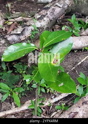 Karaka (Corynocarpus laevigatus Stock Photo - Alamy