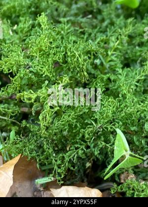 Palm-tree Moss (Plagiomnium undulatum Stock Photo - Alamy