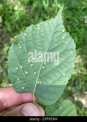 Linden Wart Gall Midge (Contarinia verrucicola) Insecta Stock Photo - Alamy
