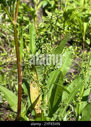 swamp dock (Rumex verticillatus Stock Photo - Alamy
