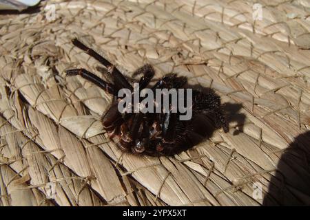 Australian Funnel-web Spiders (Atracidae Stock Photo - Alamy