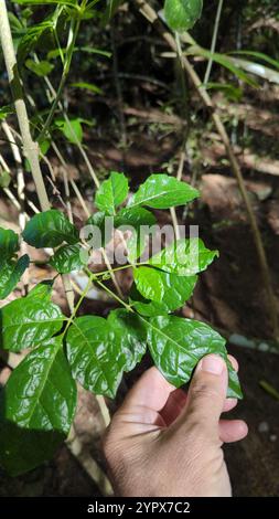 Pūriri (Vitex lucens Stock Photo - Alamy