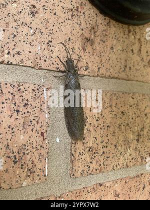 Spring Fishfly (Chauliodes rastricornis Stock Photo - Alamy