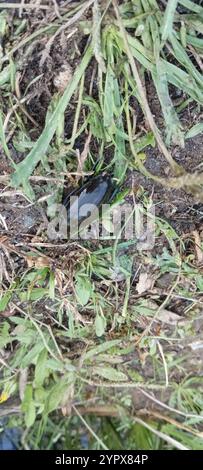 Giant Water Scavenger Beetles (Hydrophilus) Insecta Stock Photo - Alamy