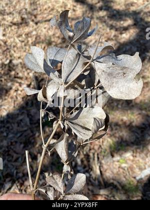 cream wild-indigo (Baptisia leucophaea Stock Photo - Alamy