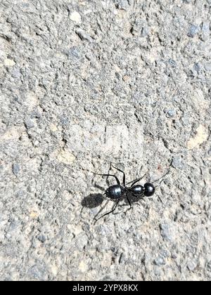Hairy Smooth Carpenter Ant (Camponotus laevissimus Stock Photo - Alamy