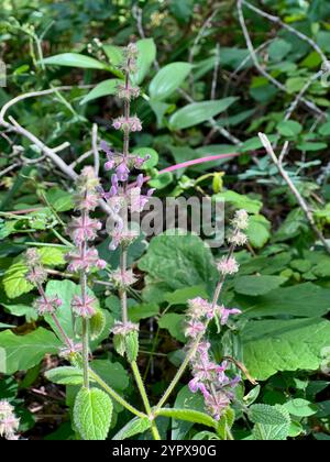 (Stachys rigida quercetorum Stock Photo - Alamy