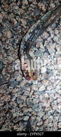 Greater Black Whipsnake (Demansia papuensis Stock Photo - Alamy