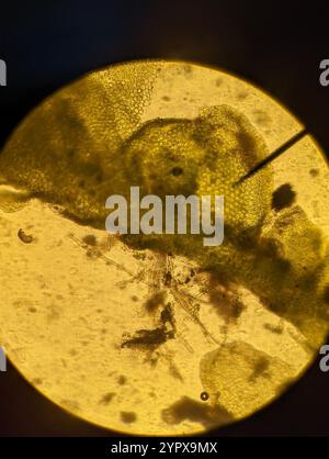 leafy and simple thalloid liverworts (Jungermanniopsida) Plantae Stock ...