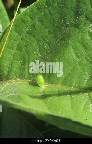 Mispel Leaf Gall Mite (Acalitus mallyi Stock Photo - Alamy
