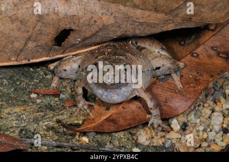 Large Pygmy Frog (Microhyla berdmorei Stock Photo - Alamy