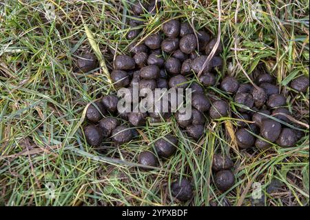 Deer scat in a forest. Roe deer droppings in the grass Stock Photo - Alamy