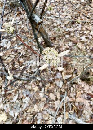 Viburnum lantanoides - hobblebush Stock Photo - Alamy