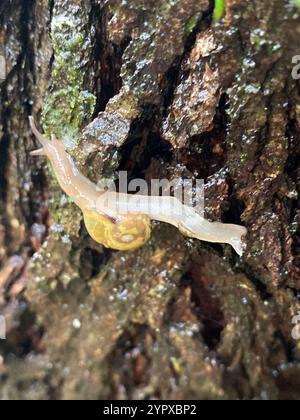 Golden Semi-slug (Mysticarion porrectus Stock Photo - Alamy