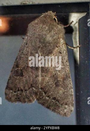 Lead-coloured Drab (Orthosia populeti Stock Photo - Alamy