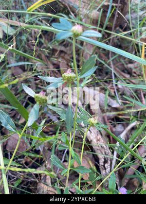 blue bonnet (Centratherum riparium Stock Photo - Alamy
