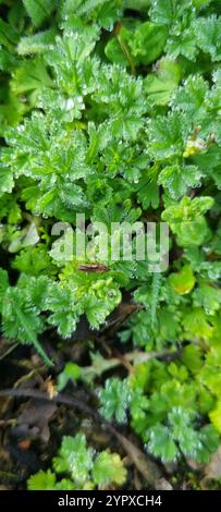 Field Parsley Piert (Alchemilla arvensis) Plantae Stock Photo - Alamy