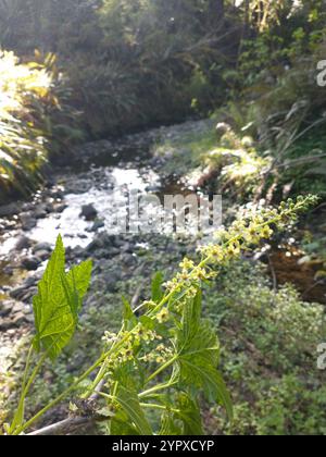 Stink Currant (Ribes bracteosum Stock Photo - Alamy