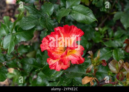 Fired Up Rose flowers growing in the garden. United States Stock Photo ...