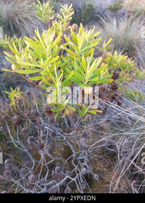 Dune Conebush (Leucadendron coniferum Stock Photo - Alamy