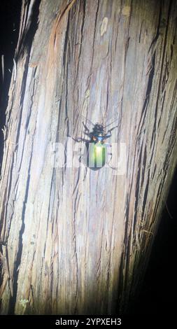 Fiery Searcher (Calosoma scrutator Stock Photo - Alamy