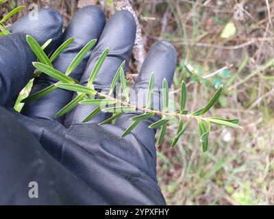 Tree Hebe (Veronica parviflora Stock Photo - Alamy