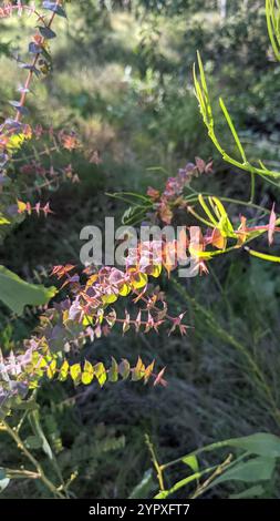 spiny bush-pea (Pultenaea spinosa Stock Photo - Alamy
