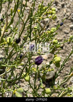 Turpentine Broom (Thamnosma montana Stock Photo - Alamy