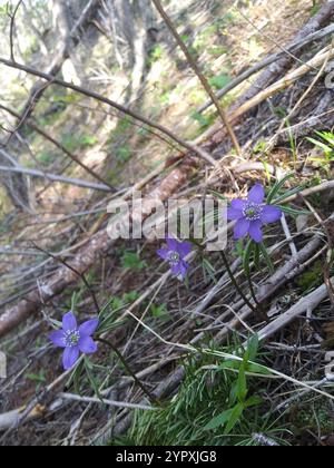 Oregon anemone (Anemonoides oregana Stock Photo - Alamy