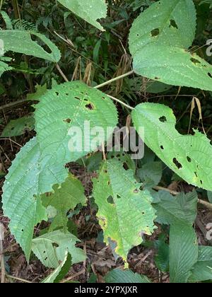 Scratchbush (Urera baccifera Stock Photo - Alamy