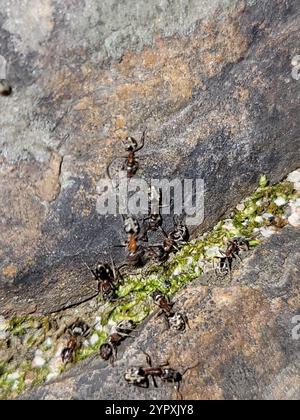 Western Velvety Tree Ant (Liometopum occidentale), Insecta, San Diego ...