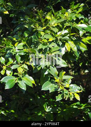 figwood (Ficus virgata Stock Photo - Alamy