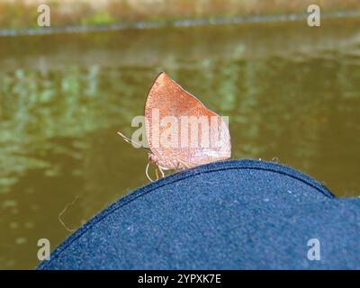 Flamingo Leafwing (Fountainea ryphea Stock Photo - Alamy