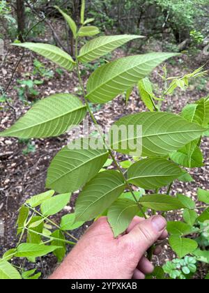 Arizona black walnut (Juglans major) Plantae Stock Photo - Alamy