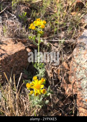 Prairie Groundsel (Packera plattensis Stock Photo - Alamy
