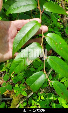 mountain doghobble (Leucothoe fontanesiana Stock Photo - Alamy