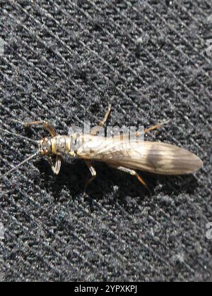 Winter Stoneflies (Taeniopterygidae Stock Photo - Alamy