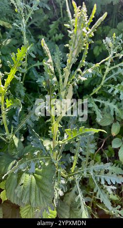 Cutleaf burnweed (Senecio glomeratus Stock Photo - Alamy