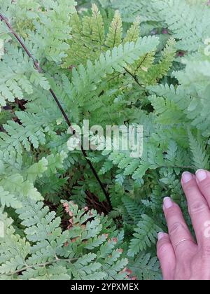 rigid lace fern (Microlepia setosa Stock Photo - Alamy