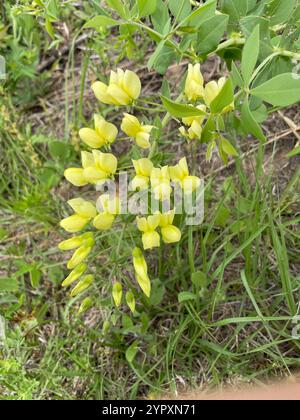 cream wild-indigo (Baptisia leucophaea Stock Photo - Alamy