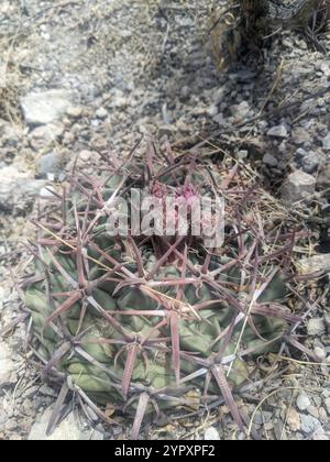 Horse Crippler Cactus (Homalocephala texensis Stock Photo - Alamy