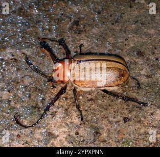 Caliper beetle (Golofa porteri Stock Photo - Alamy