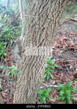 Cabbage bark (Lonchocarpus Stock Photo - Alamy