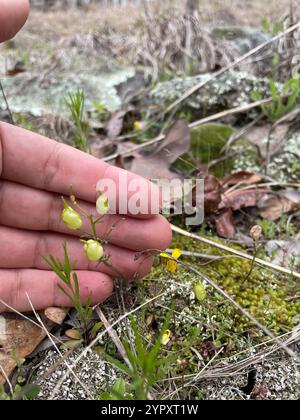 golden selenia (Selenia aurea Stock Photo - Alamy