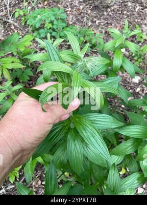 Soft-hair Marbleseed (Lithospermum bejariense Stock Photo - Alamy