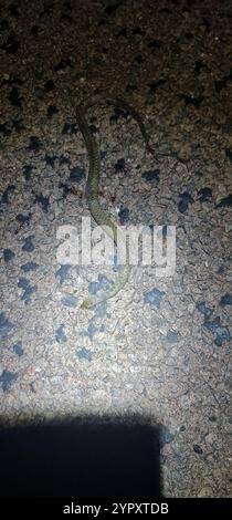 Common keelback (Tropidonophis mairii Stock Photo - Alamy